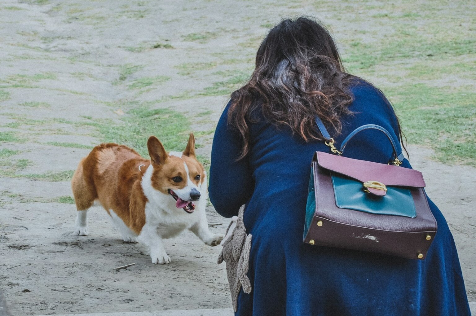 How To Train A Corgi: A Step-By-Step Guide - All About Welsh Corgis