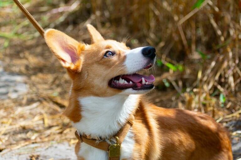 How To Train A Corgi: A Step-By-Step Guide - All About Welsh Corgis