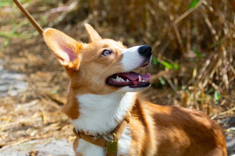 How To Train A Corgi: A Step-By-Step Guide - All About Welsh Corgis