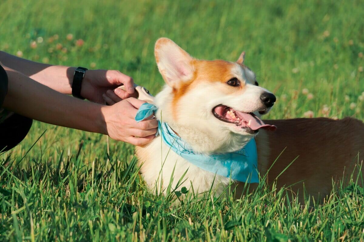 How To Train A Corgi: A Step-By-Step Guide - All About Welsh Corgis