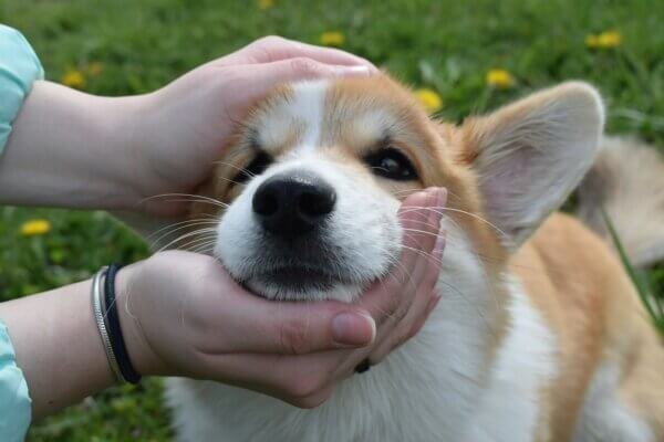 How To Train A Corgi: A Step-By-Step Guide - All About Welsh Corgis