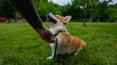 How To Train A Corgi: A Step-By-Step Guide - All About Welsh Corgis